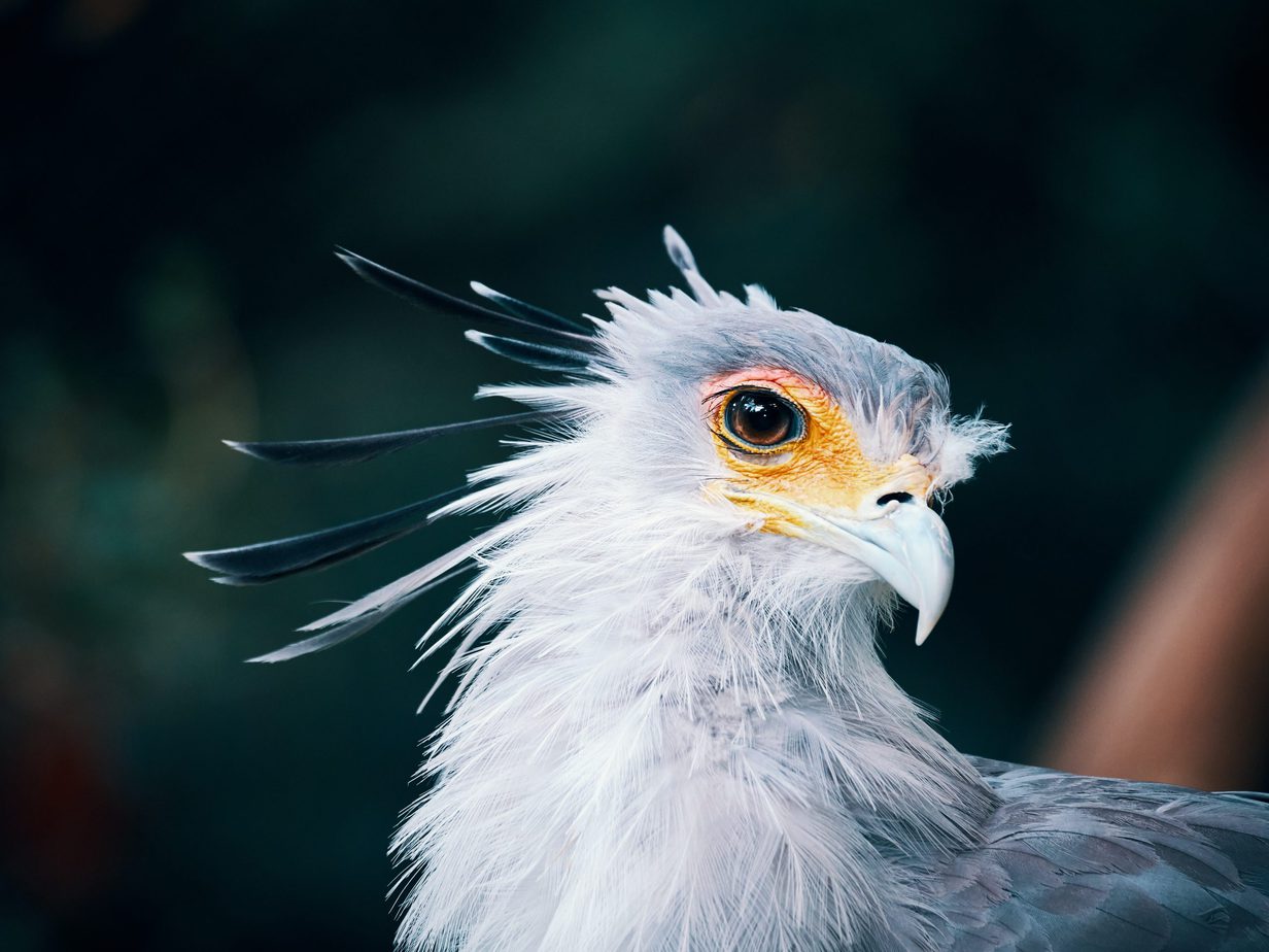 Descubre las aves más hermosas del mundo en el Día Mundial de la ...