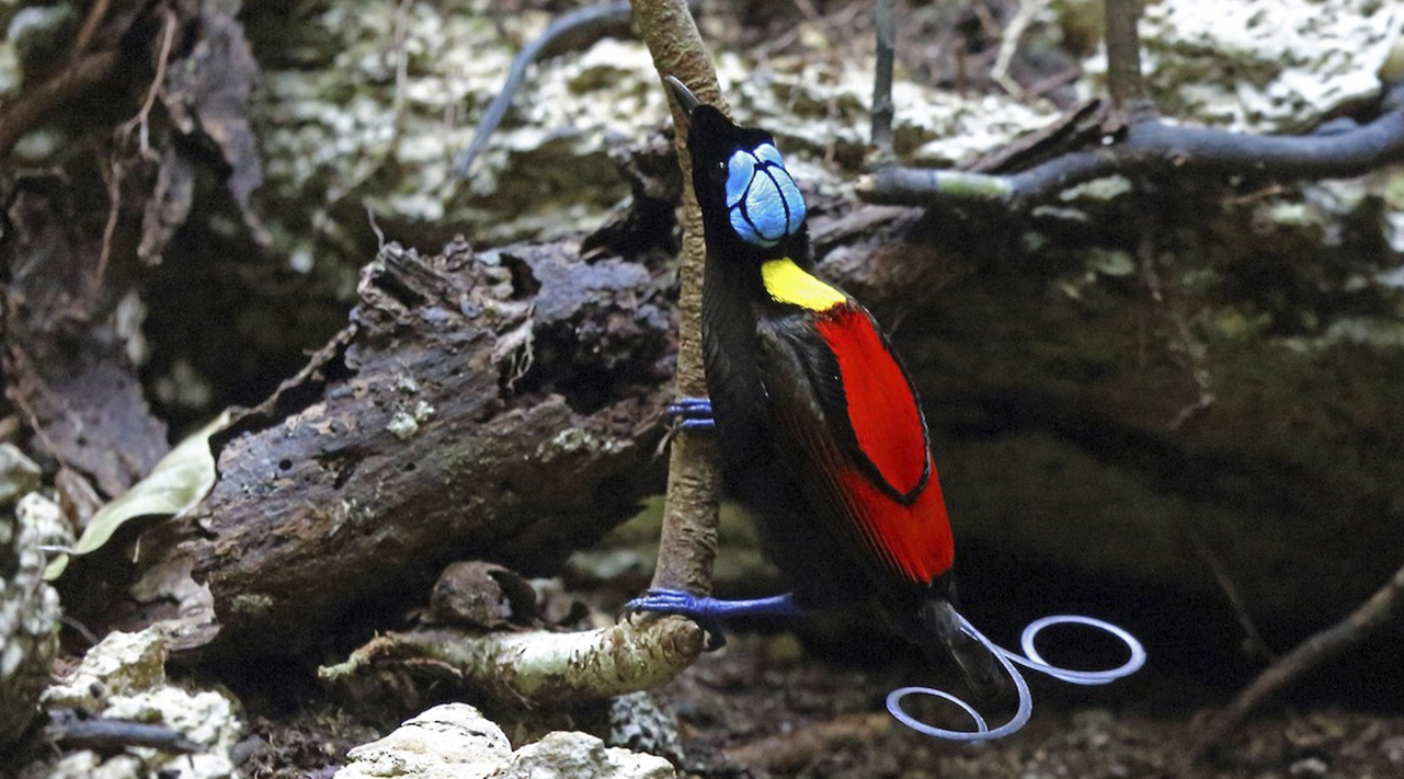 Descubre las aves más hermosas del mundo en el Día Mundial de la ...